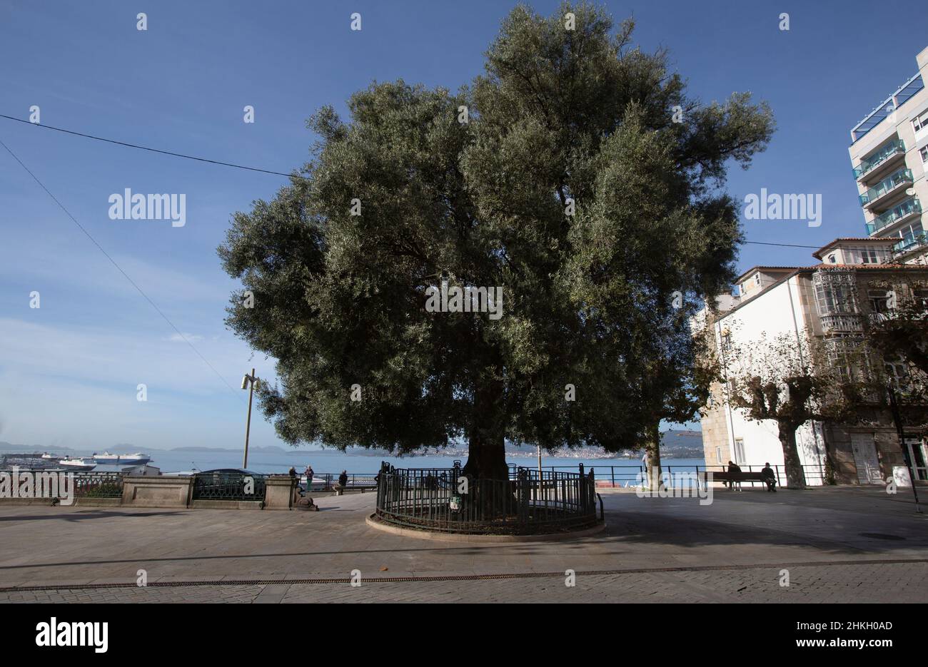 The Vigo olive tree is a tree of the Olea europaea species that is ...