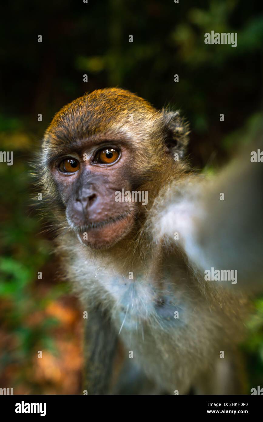 Boardwalk in a jungle hi-res stock photography and images - Alamy