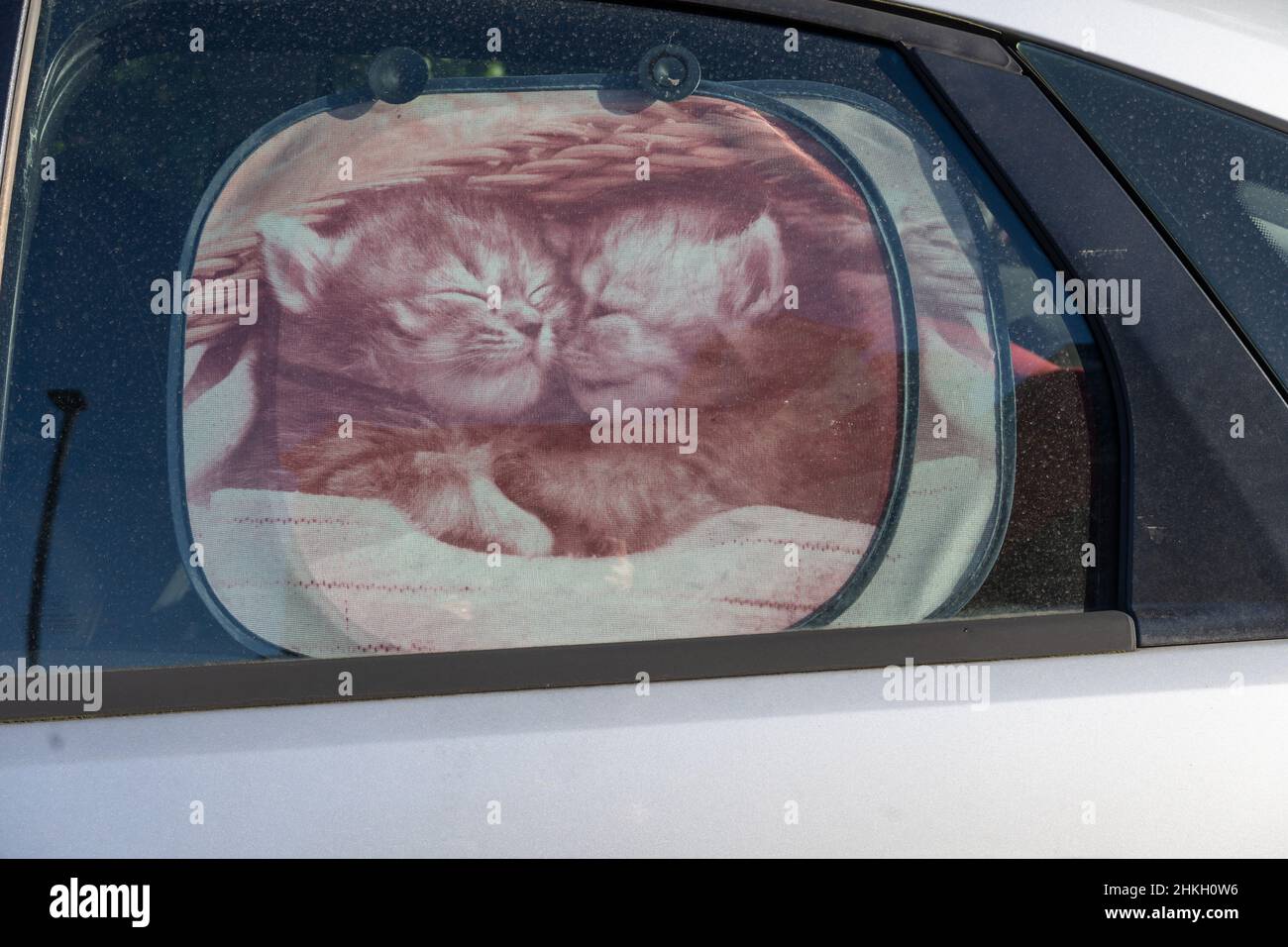 A rear side car window has a protective sun shade on it featuring two ...