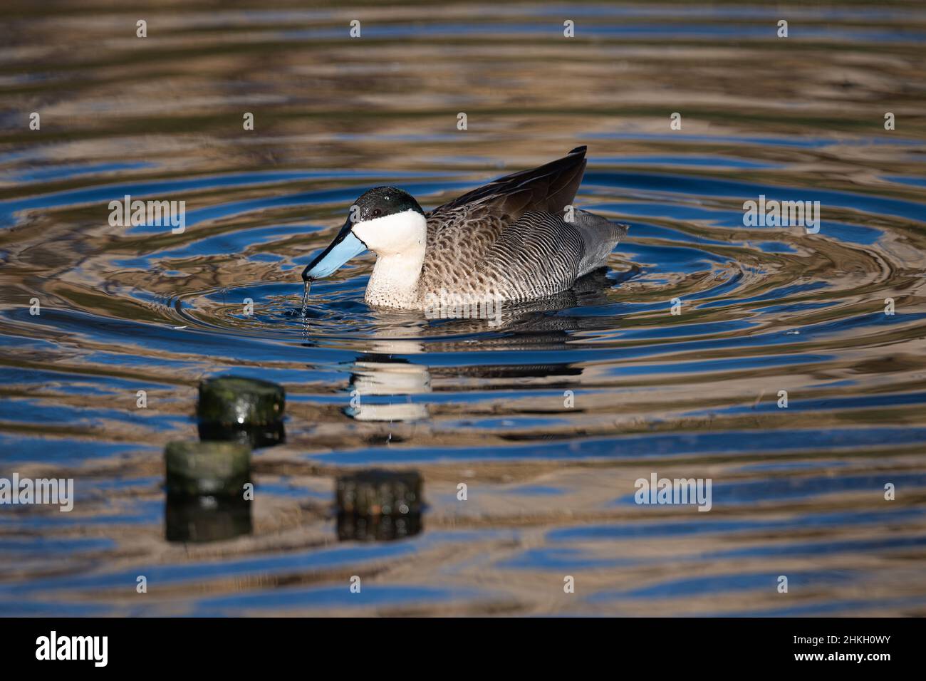 Puna teal spatula puna hi-res stock photography and images - Alamy
