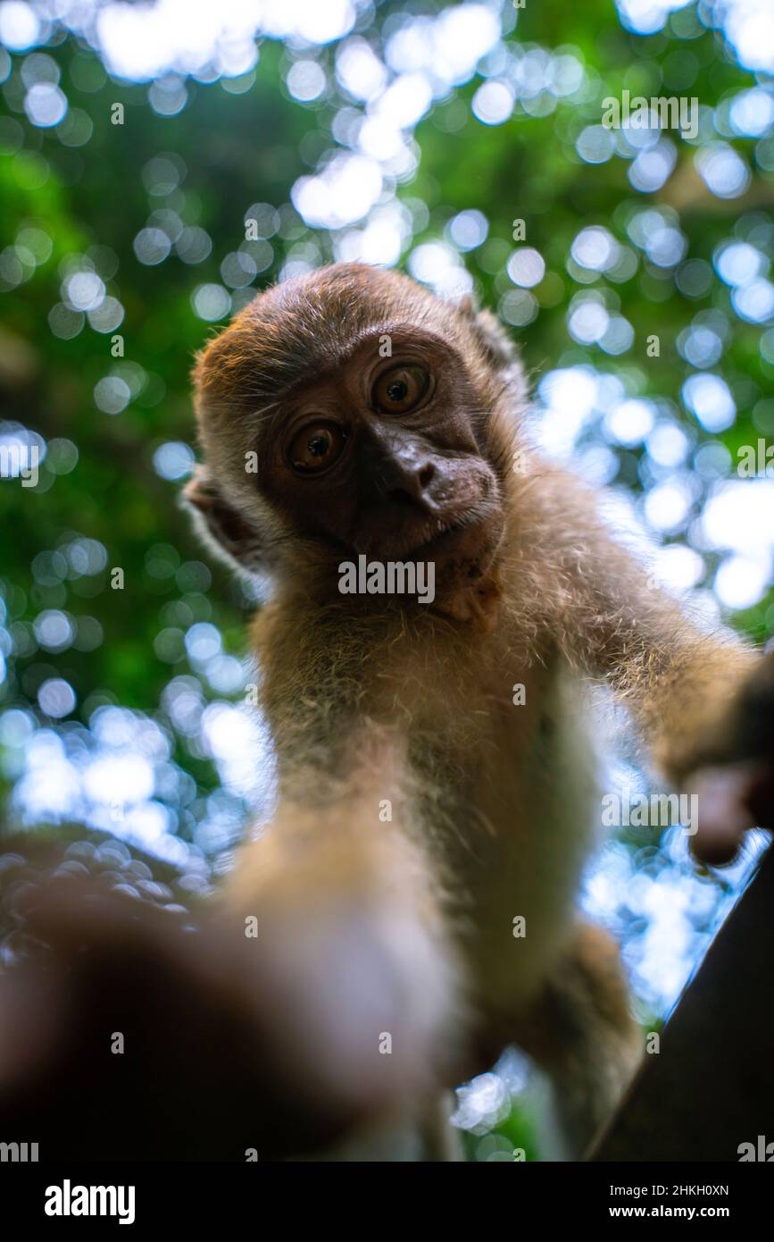 Singapore rain nature hi-res stock photography and images - Alamy