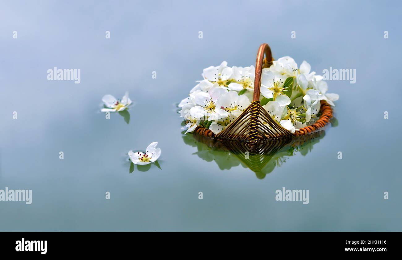 Smelly spring blossoms in a handmade wooden basket floating in water ...