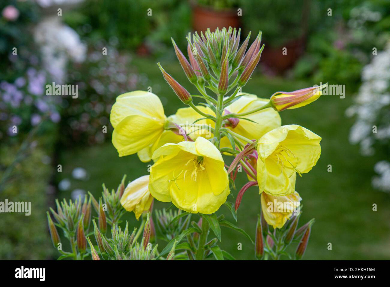 Close up of evening primrose flowers with open flowers and buds in ...