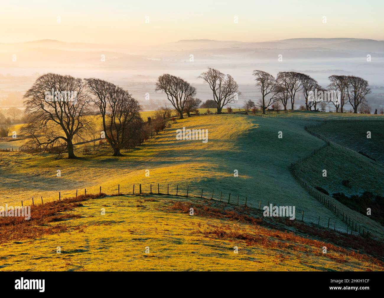 Sunrise on Linley Hill with it's avenue of mature beech trees ...