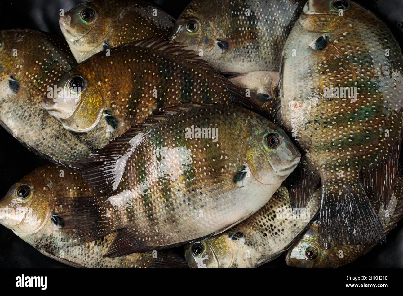 Fresh raw Kari meen Pearl spot fish arranged in a black rectangle table ...