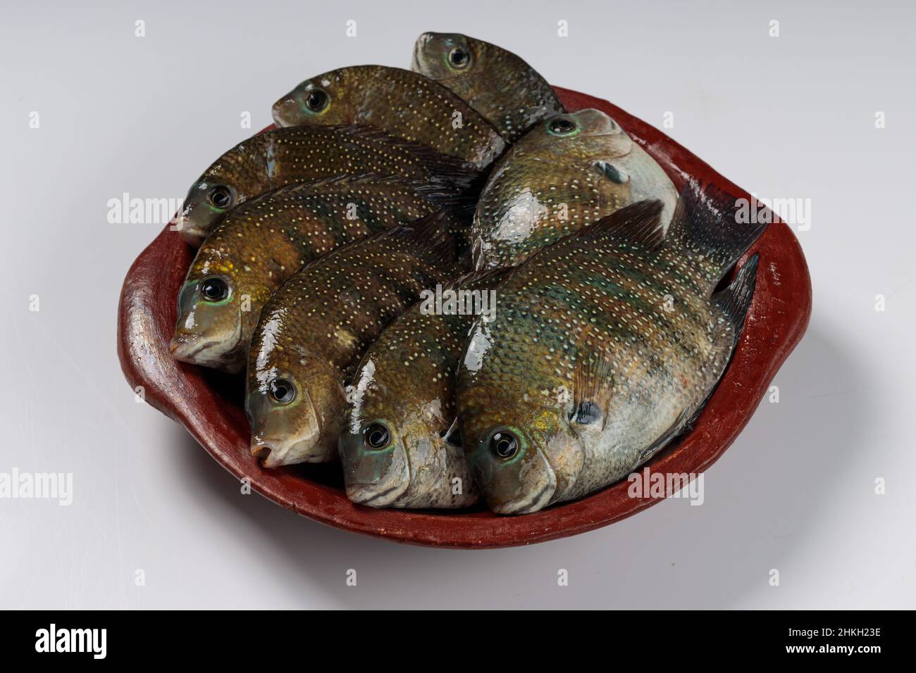 Karimeen Fish Farming