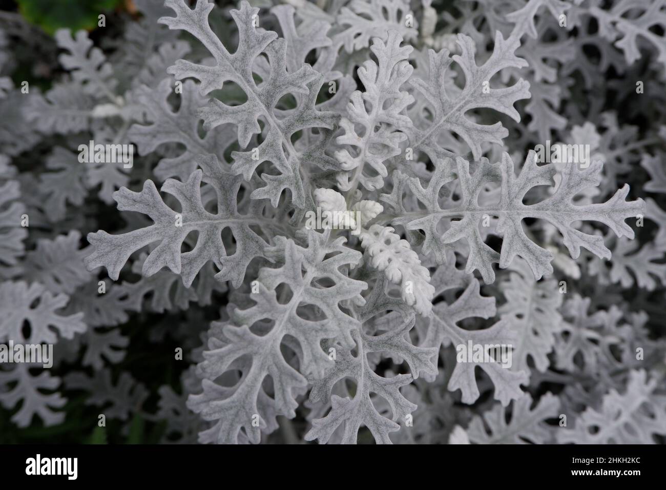 Dusty miller plant hi-res stock photography and images - Alamy