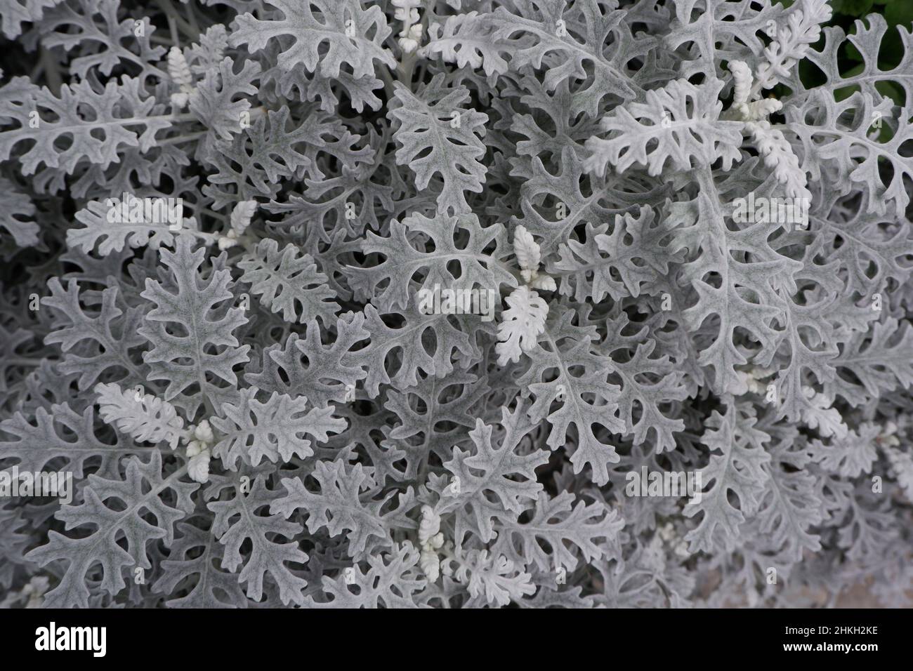 Pretty Dusty Miller Plant Stock Photo - Alamy
