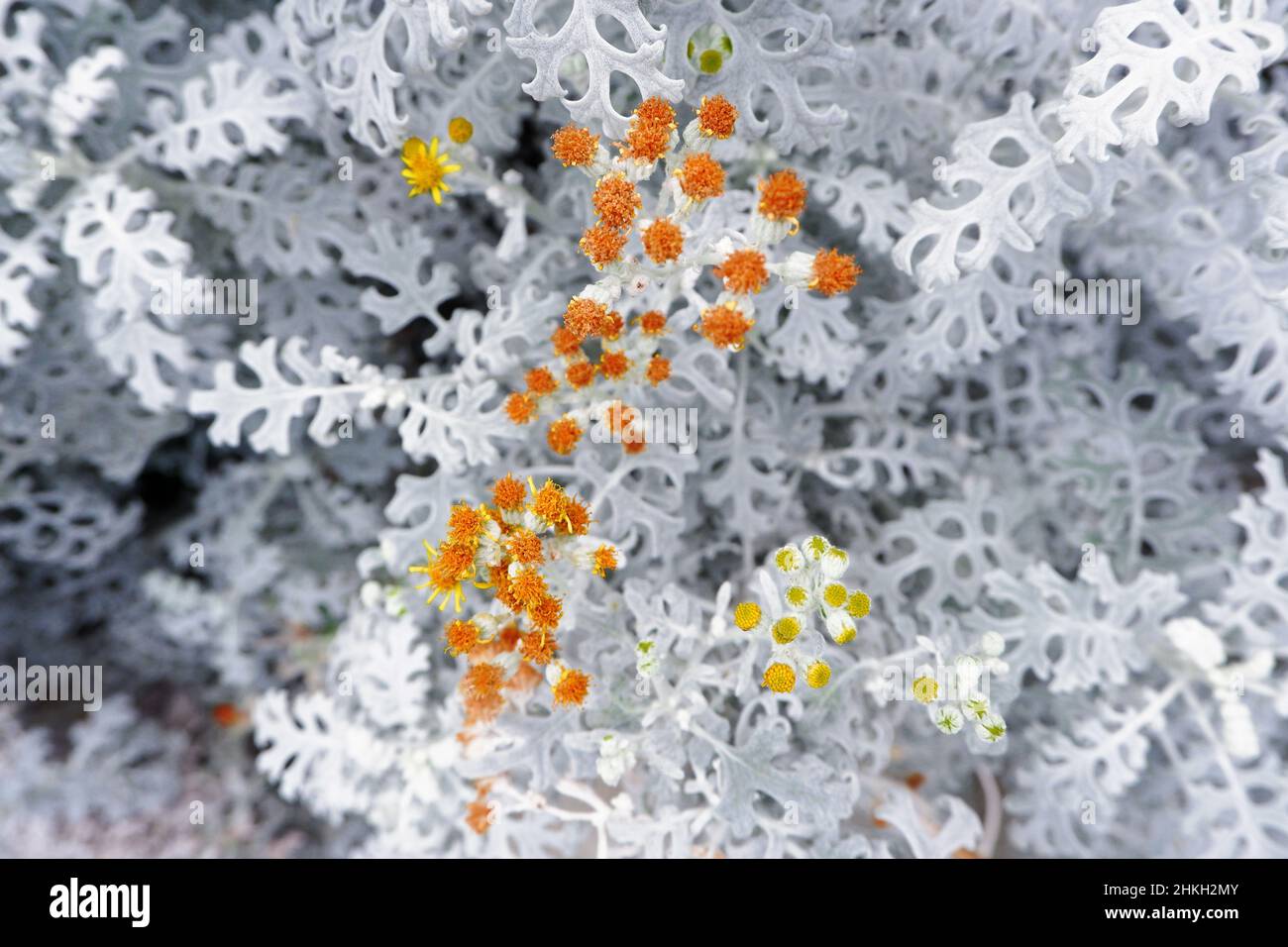 Pretty Dusty Miller Plant with flower Stock Photo - Alamy