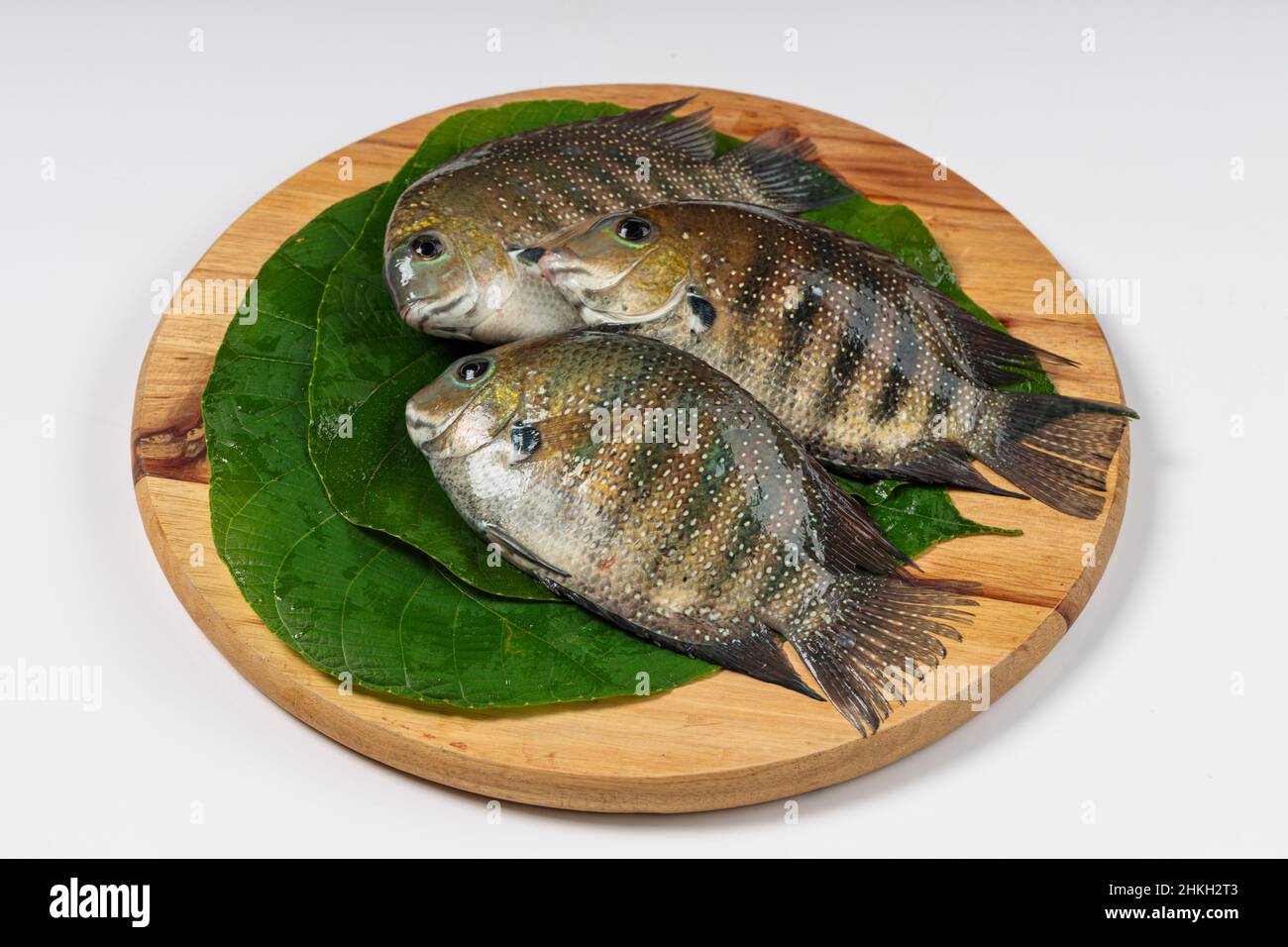 Karimeen Fish Farming