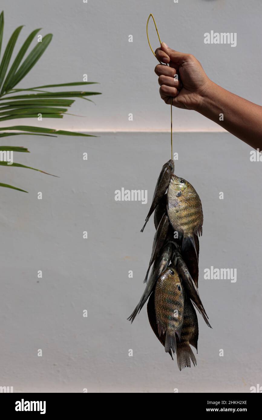 Fresh raw Kari meen Pearl spot fish , a hand holding tied up fish in a ...