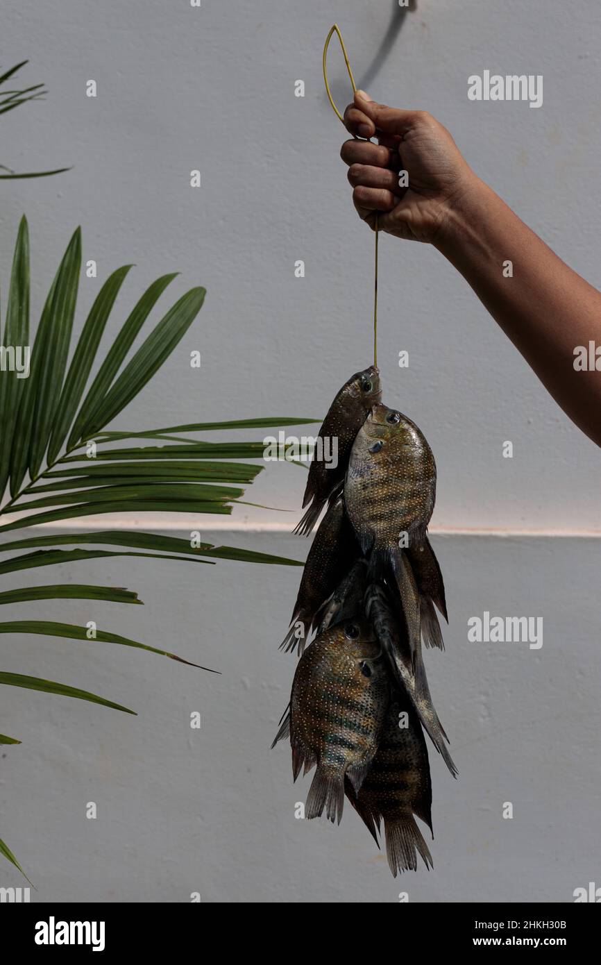 Fresh raw Kari meen Pearl spot fish , a hand holding tied up fish in a ...