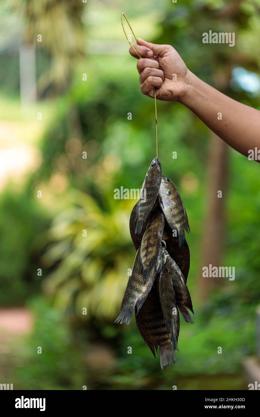 Fresh raw Kari meen Pearl spot fish , a hand holding tied up fish in a ...