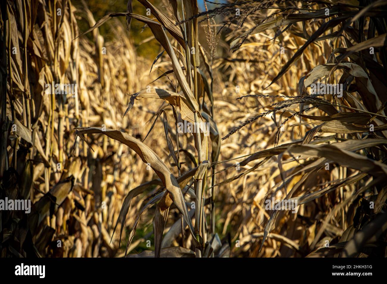 A Rows of dry corn plants Stock Photo - Alamy