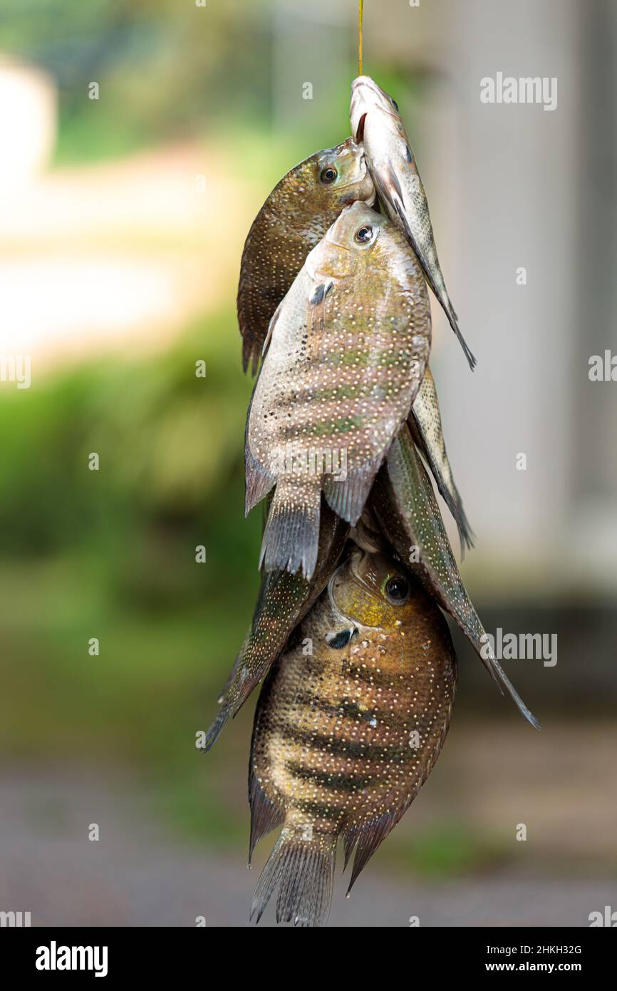 Fresh raw Kari meen Pearl spot fish , tied up fish in a string Stock ...