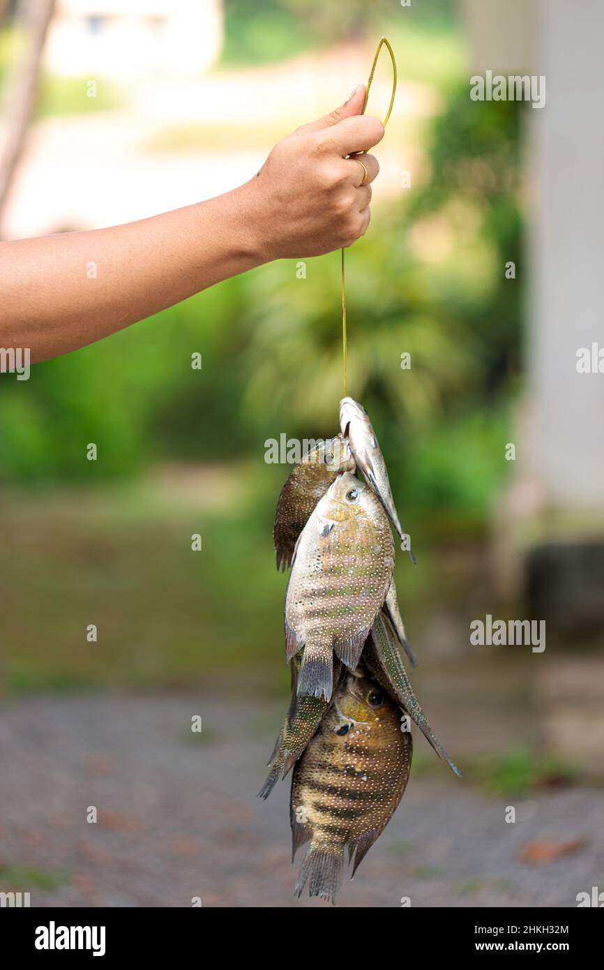 Fresh raw Kari meen Pearl spot fish , a hand holding tied up fish in a ...
