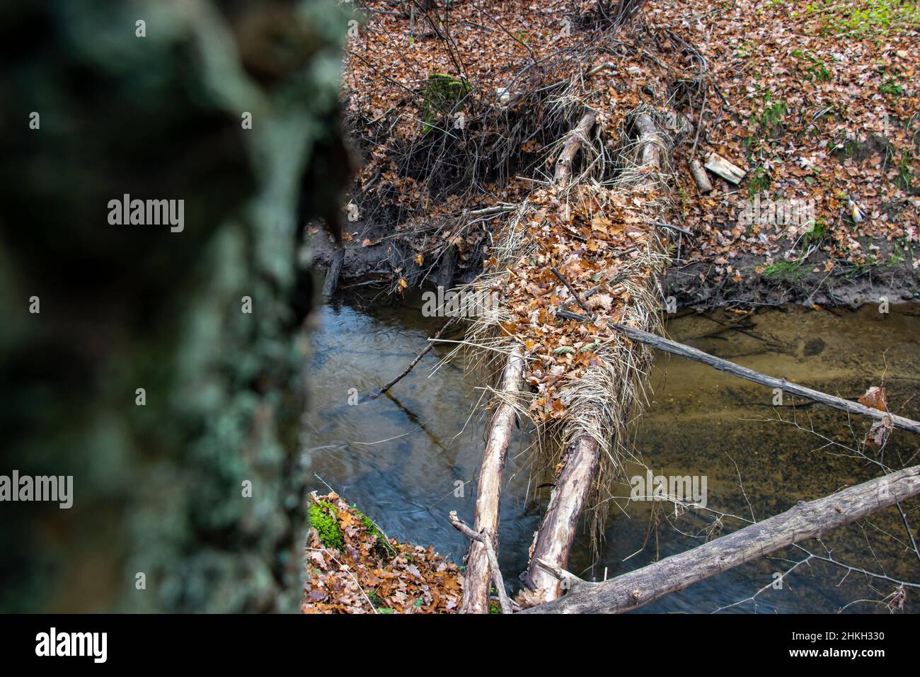 Stream water across trees in hi-res stock photography and images - Alamy