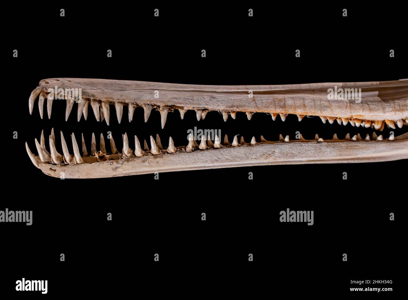 Jaw of The South Asian river dolphin, The Ganges river dolphin ...