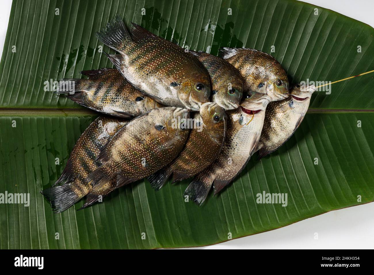 Fresh raw Kari meen Pearl spot fish , tied up fish in a string Stock ...