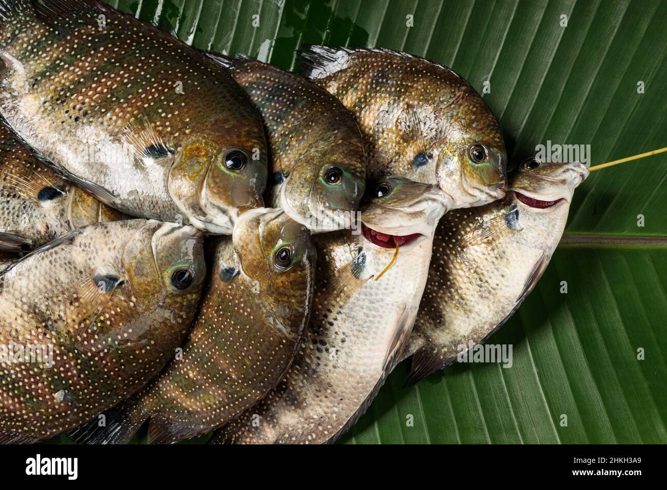 Fresh raw Kari meen Pearl spot fish , tied up fish in a string Stock ...