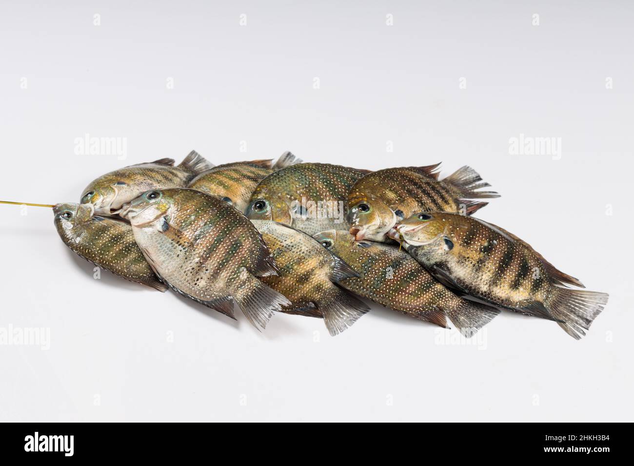 Fresh raw Kari meen ,Pearl spot fish , tied up fish in a string Stock ...