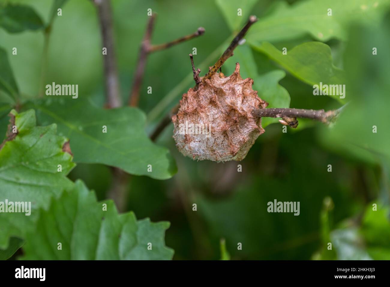 A wool sower gall attached to a twig on a oak tree made by gall wasps ...