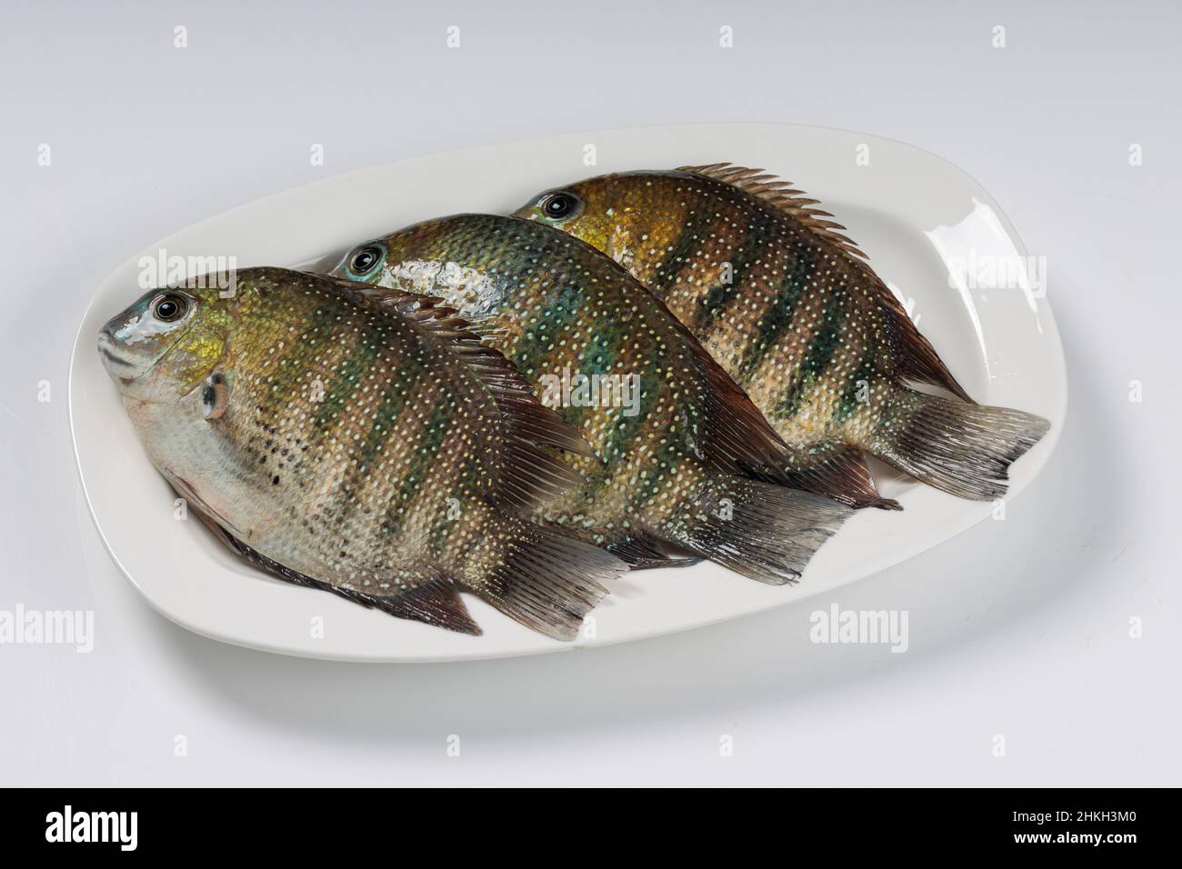 Fresh raw Kari meen Pearl spot fish arranged in awhite ceramic plate ...