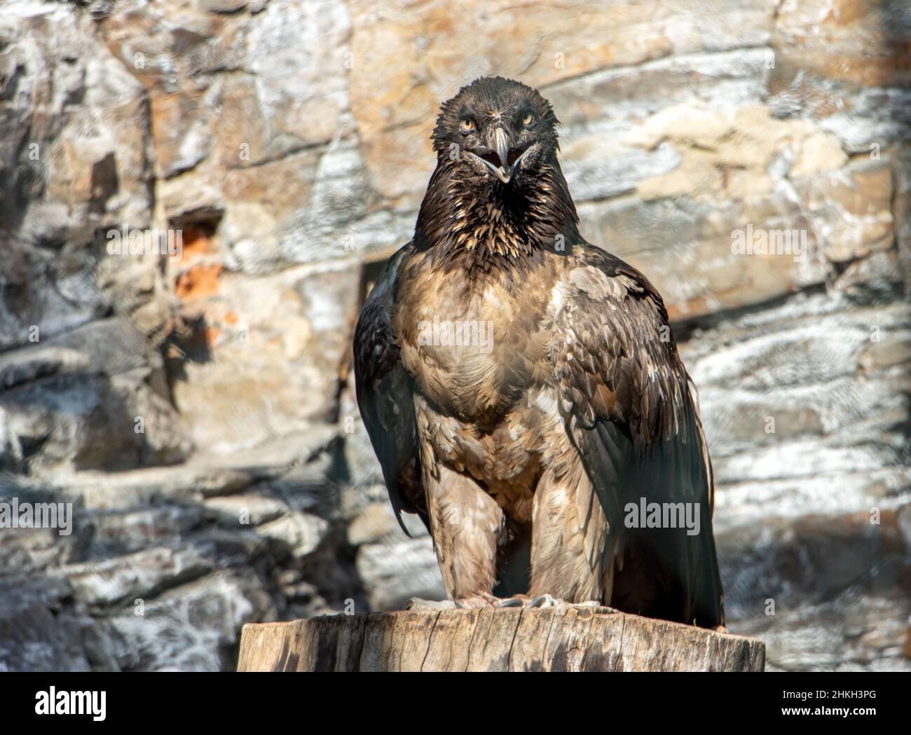 The bearded vulture (Gypaetus barbatus Stock Photo - Alamy