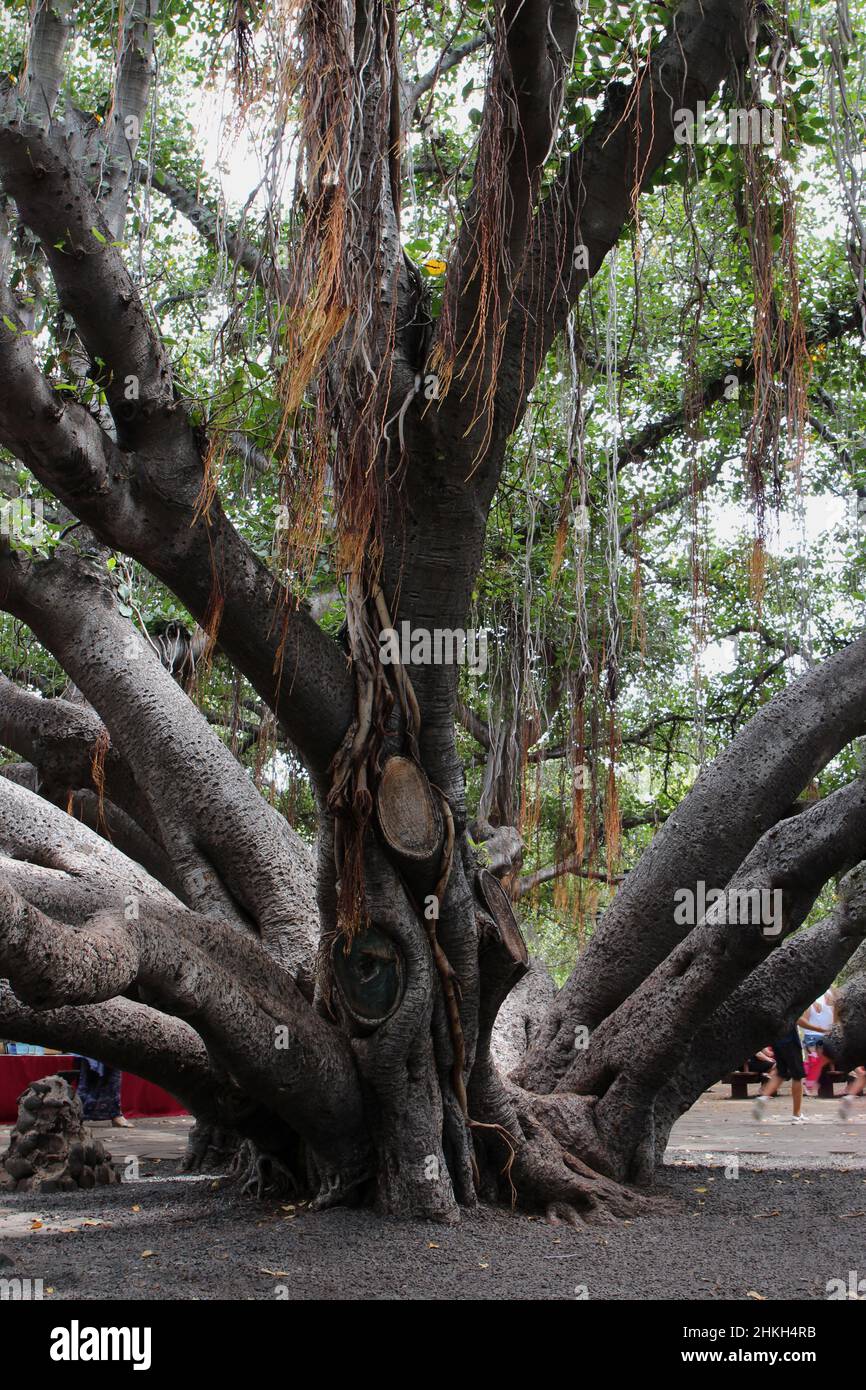 Many branches of a Banyan tree forming a large trunk with aerial prop ...