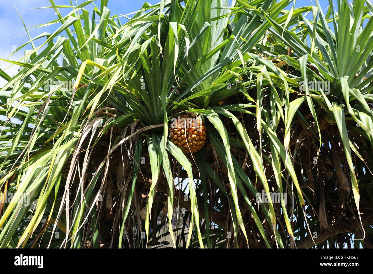 The canopy and fruit of a Hala Tree, Pandanus tectorius, in Wailua ...