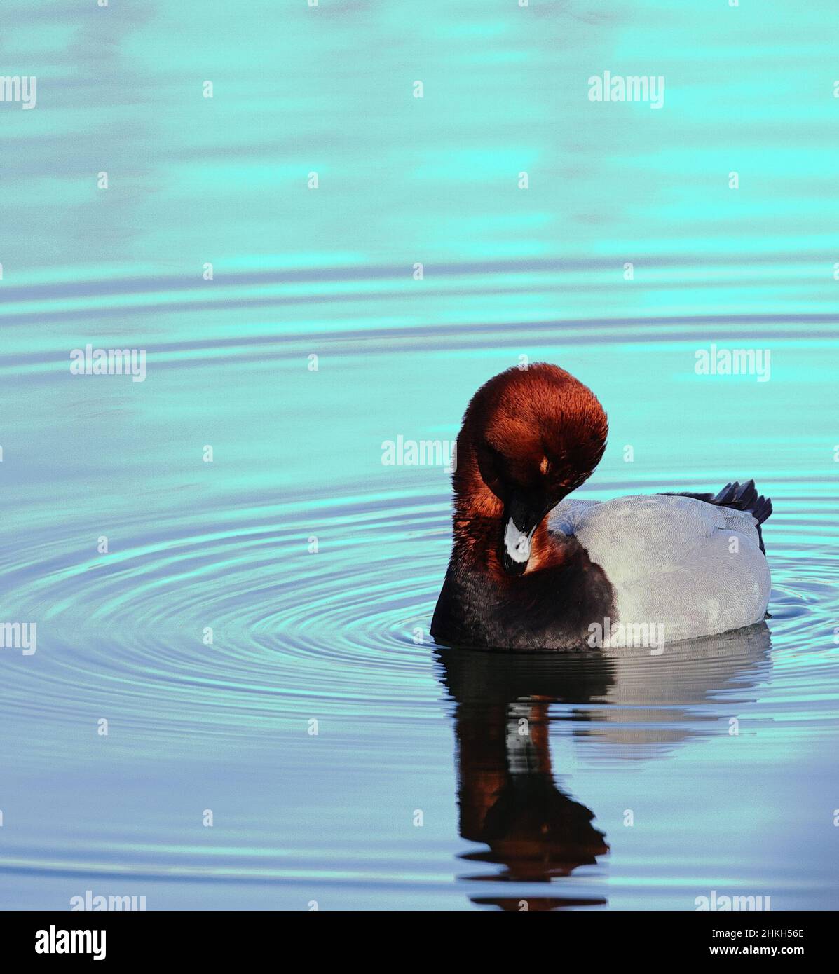 Common pochard, Tafelente, Aythya ferina, male Stock Photo - Alamy