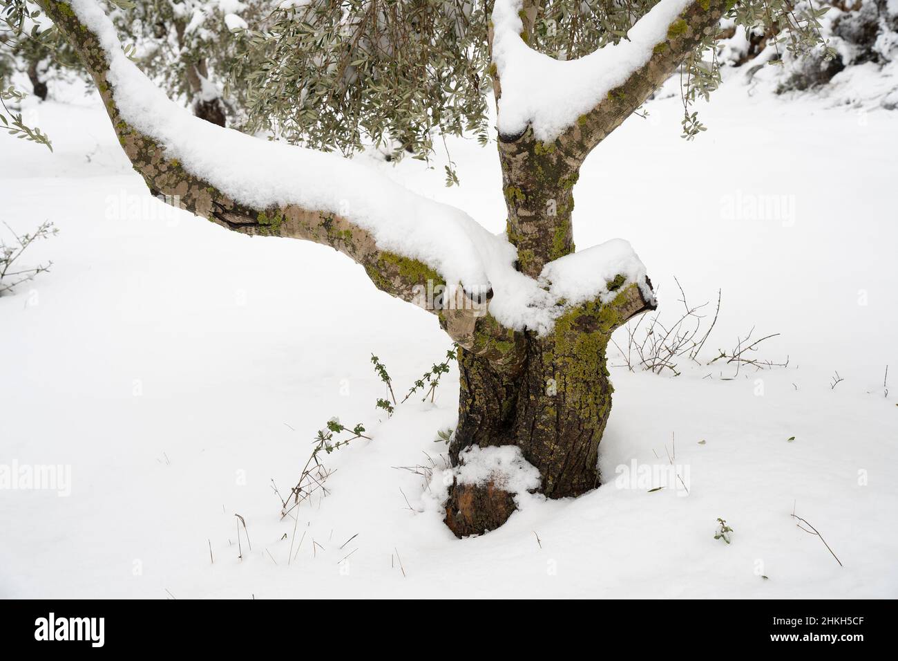 An olive tree, covered with fresh snow, after a rare storm in the Judea ...