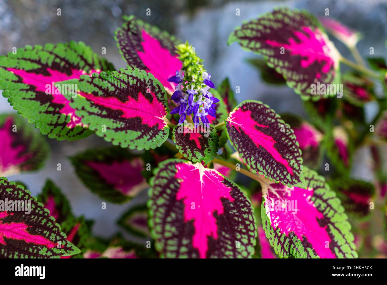 Coleus in flower (Coleus scutellarioides or Soienostemon ...