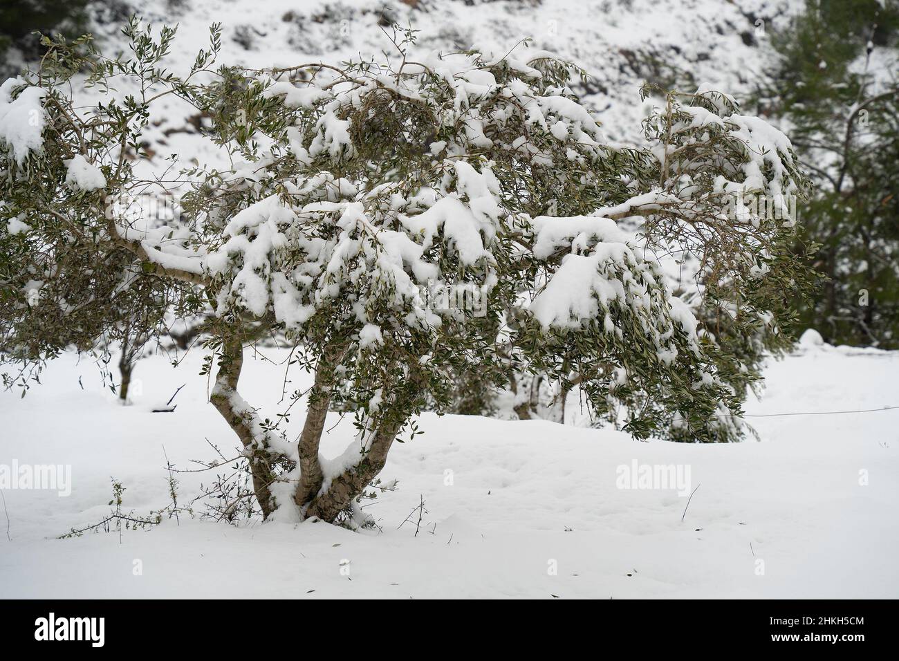 An olive tree, covered with fresh snow, after a rare storm in the Judea ...