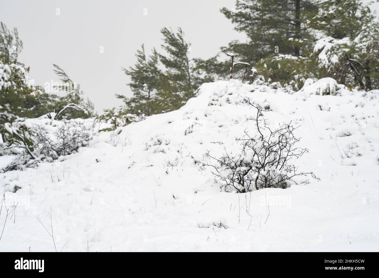 A dry thorny bush, partially covered by snow, during a storm in the ...