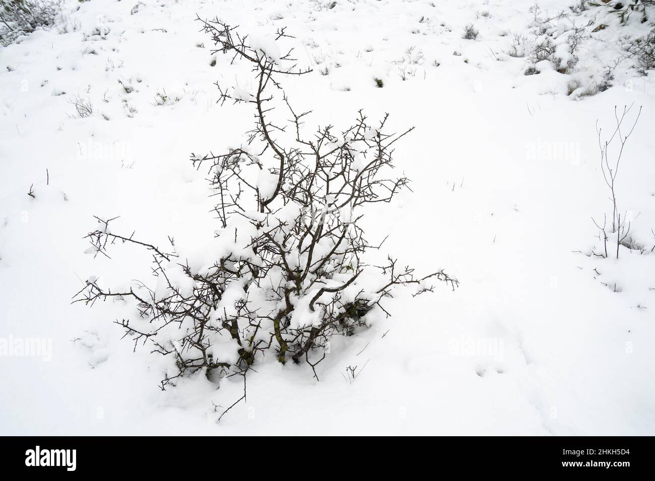 Minimalist thorny hi-res stock photography and images - Alamy