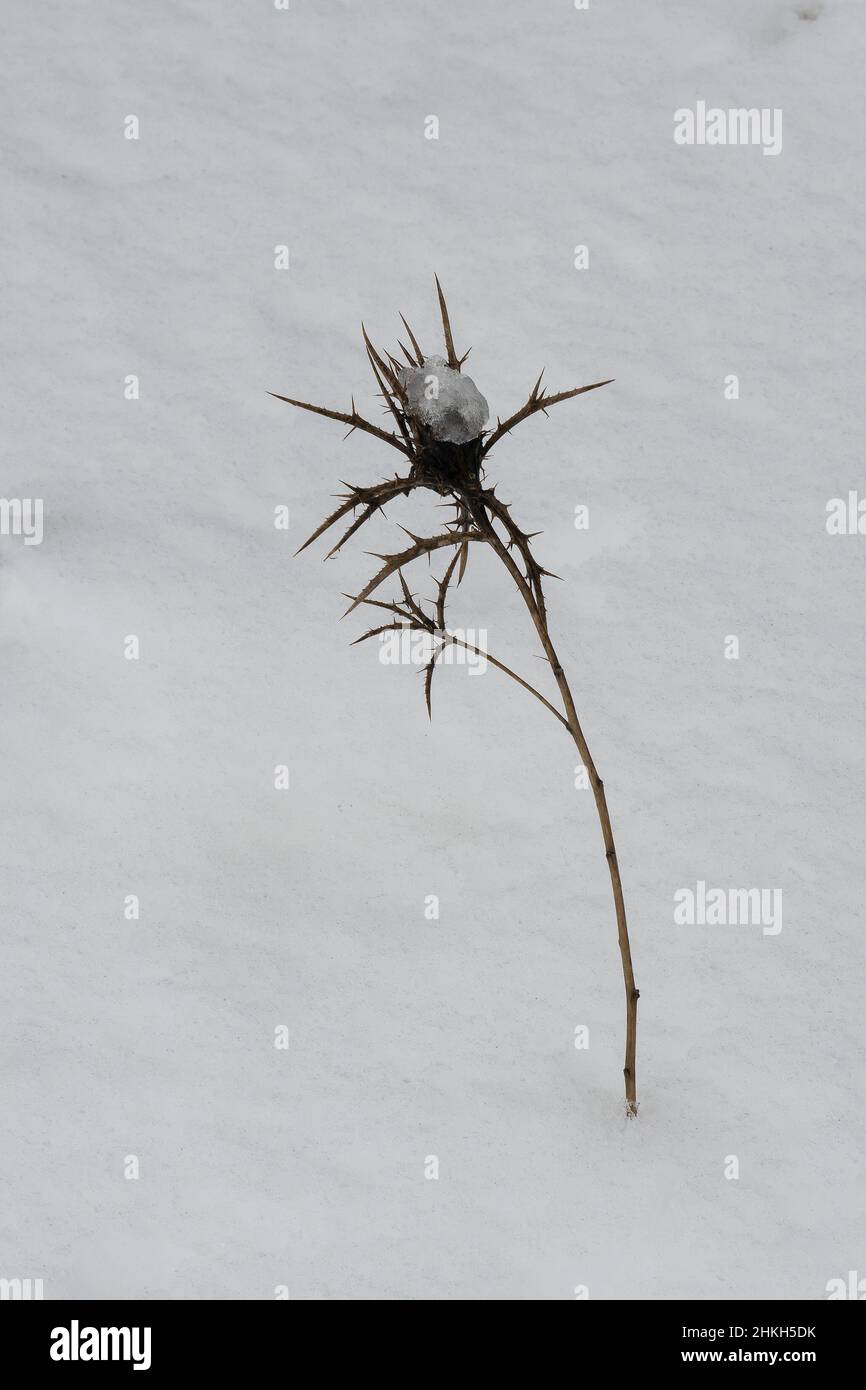 A dry thorn, partially covered by snow, during a rare storm in the ...