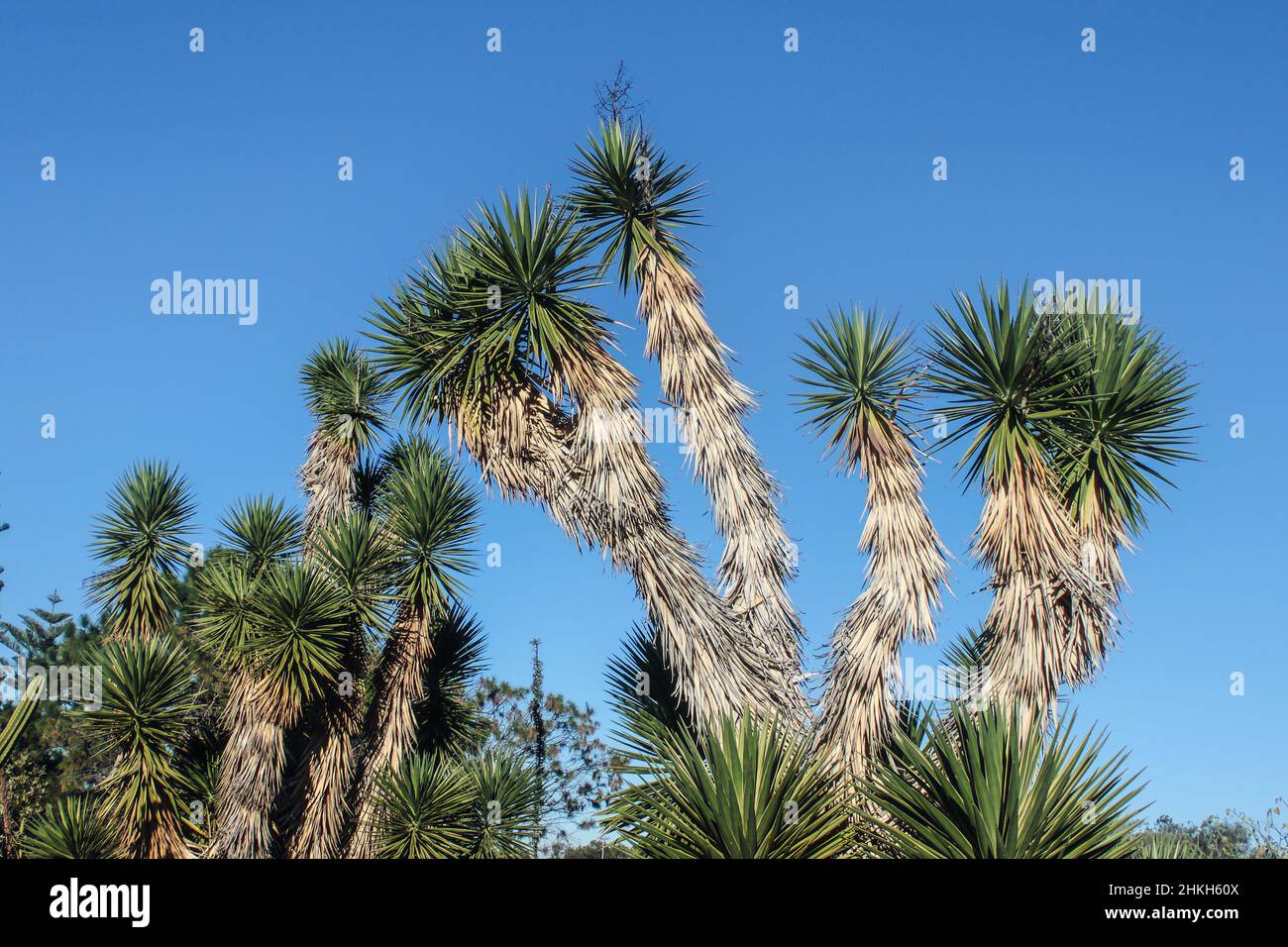 Yucca brevifolia or Joshua Trees against clear blue sky in botanical ...