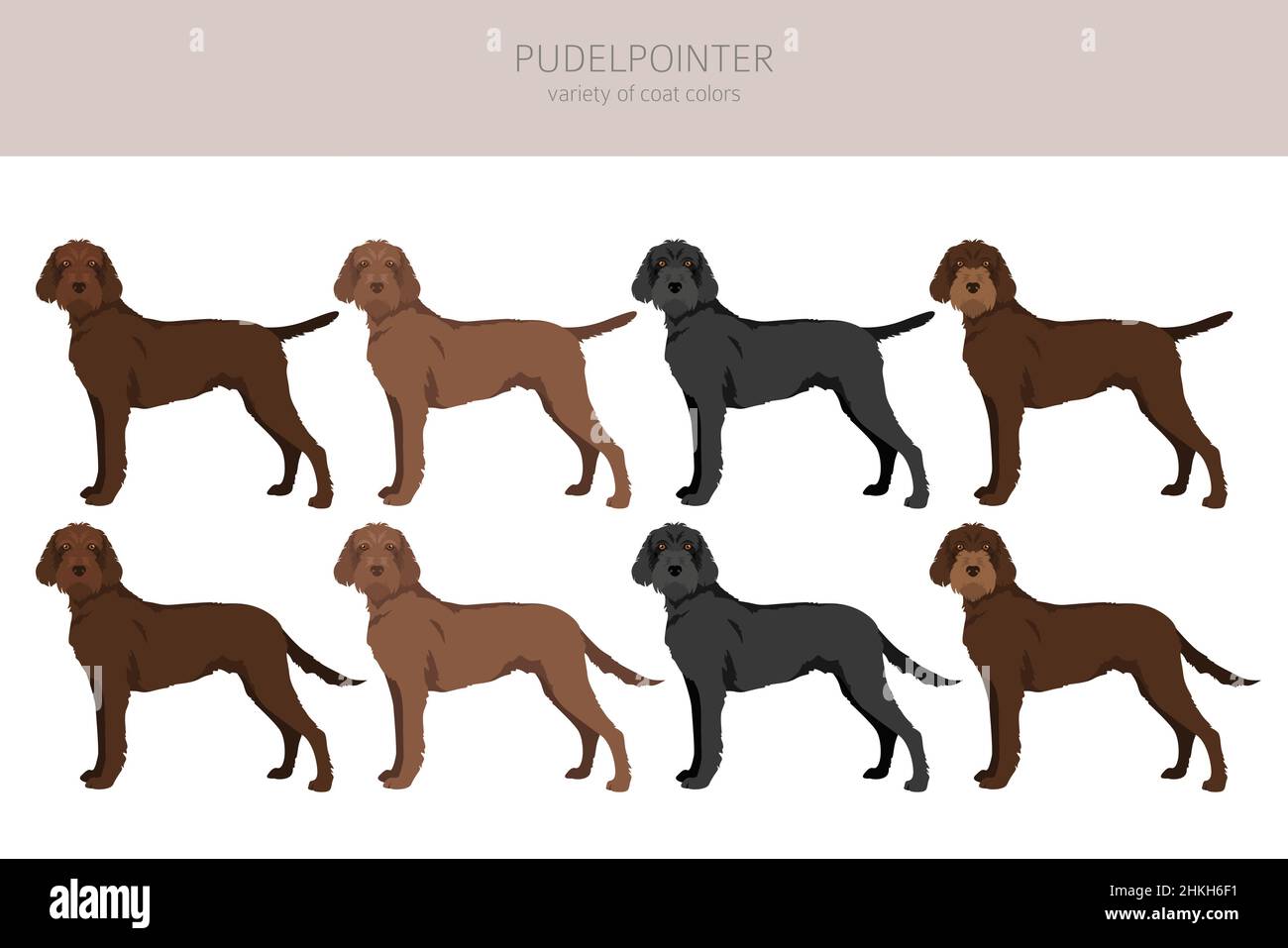 Pudelpointer clipart. Different poses, coat colors set. Vector ...