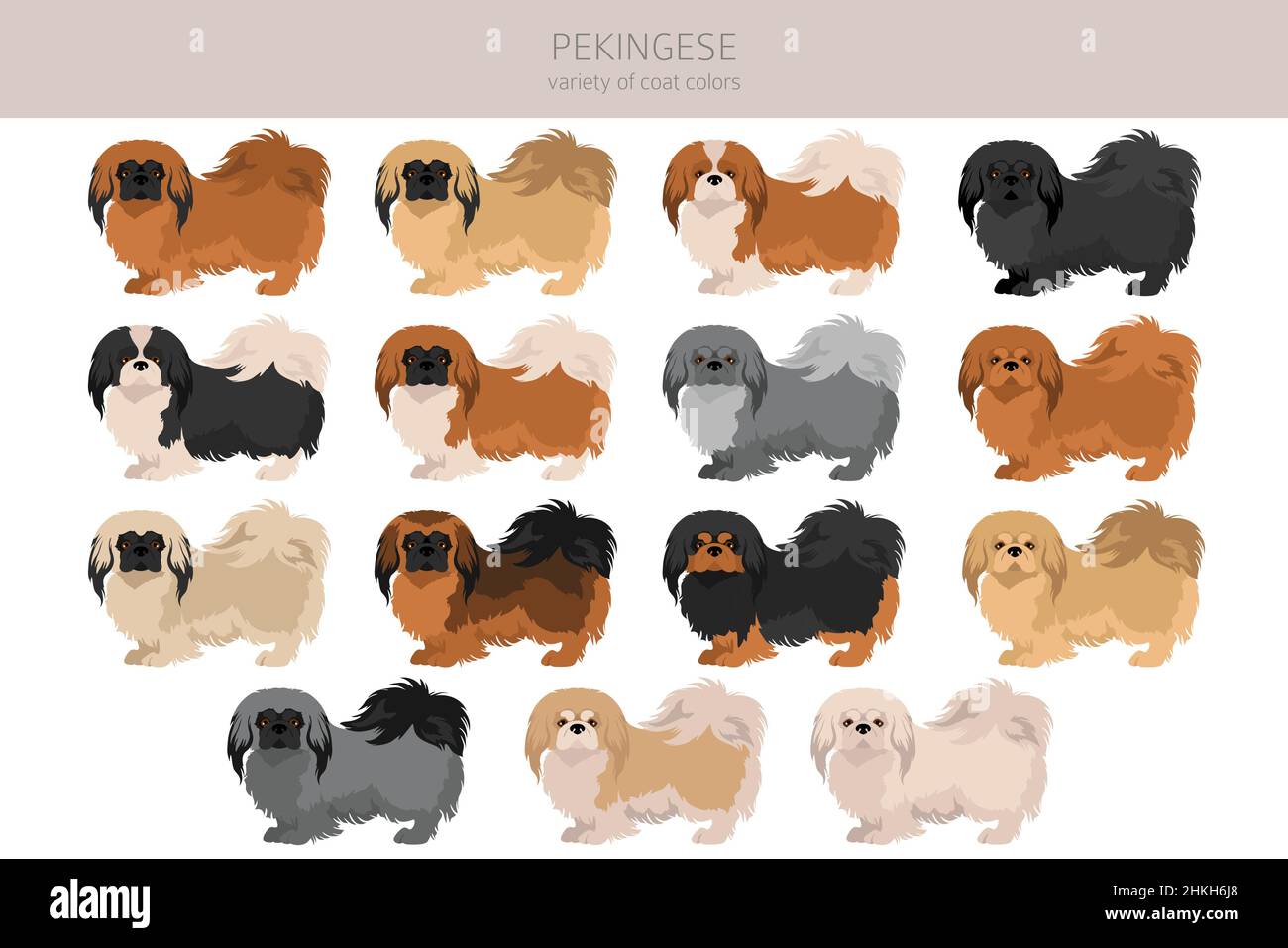 Pekingese dog clipart. Different poses, coat colors set. Vector ...