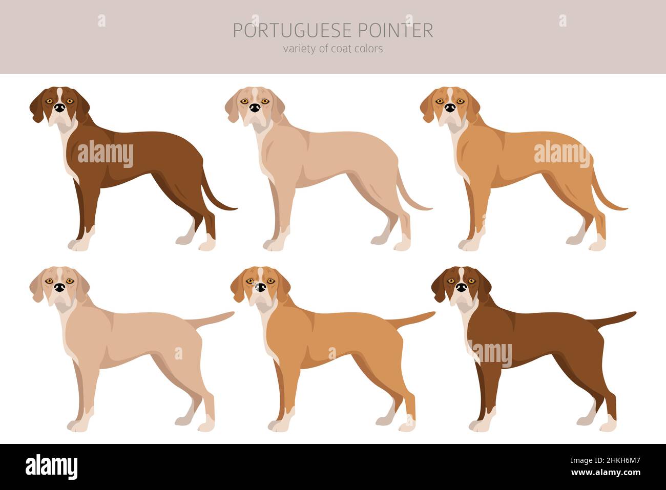 Portuguese Pointer clipart. Different poses, coat colors set. Vector ...
