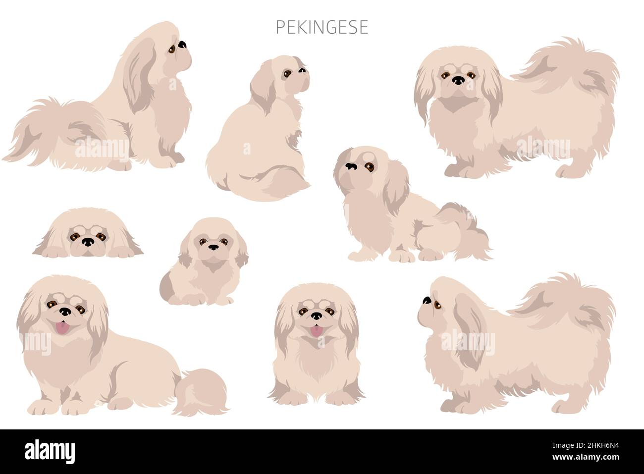 Pekingese dog clipart. Different poses, coat colors set. Vector ...