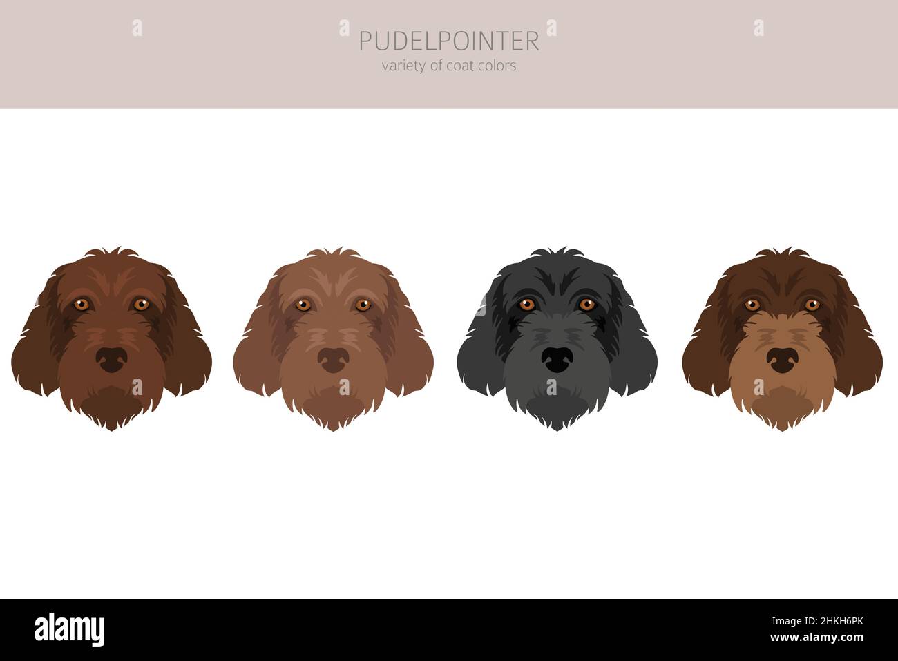 Pudelpointer clipart. Different poses, coat colors set. Vector illustration Stock Vector Image ...