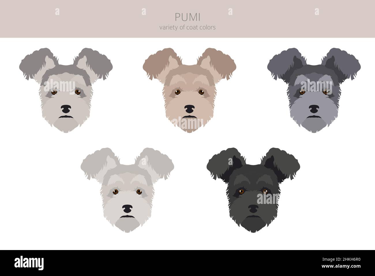 Pumi clipart. Different poses, coat colors set. Vector illustration ...