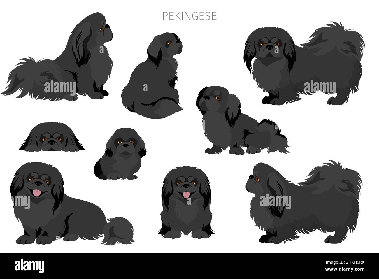 Pekingese dog clipart. Different poses, coat colors set. Vector ...
