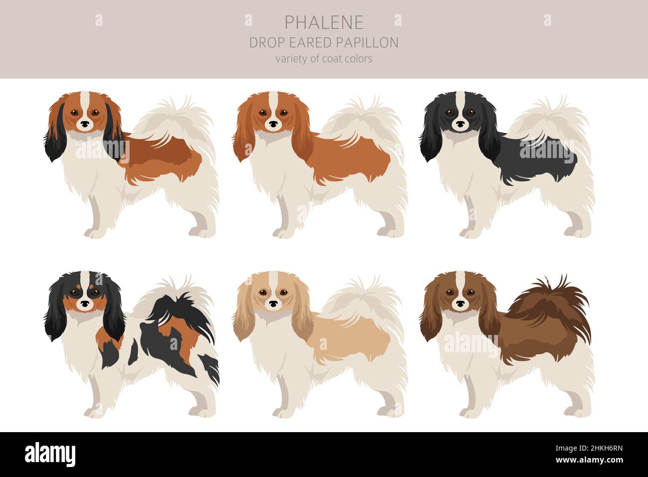 Phalene, Drop - eared Papillon clipart. Different poses, coat colors ...