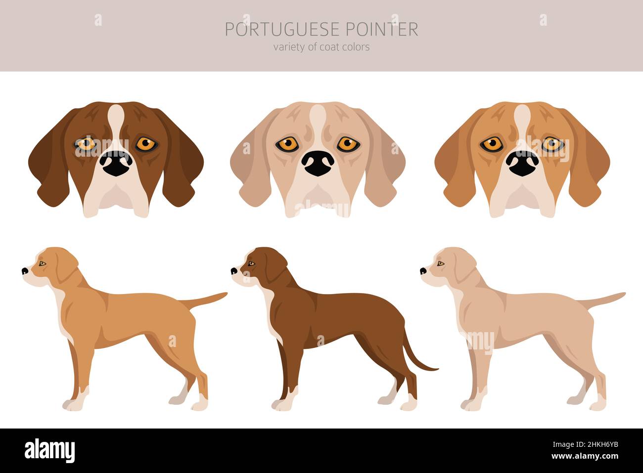 Are Portuguese Pointers Trainable