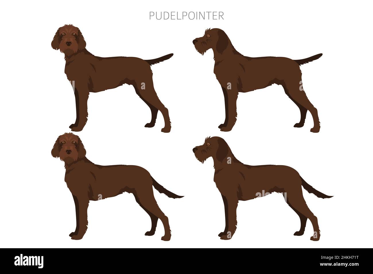 Pudelpointer clipart. Different poses, coat colors set. Vector ...