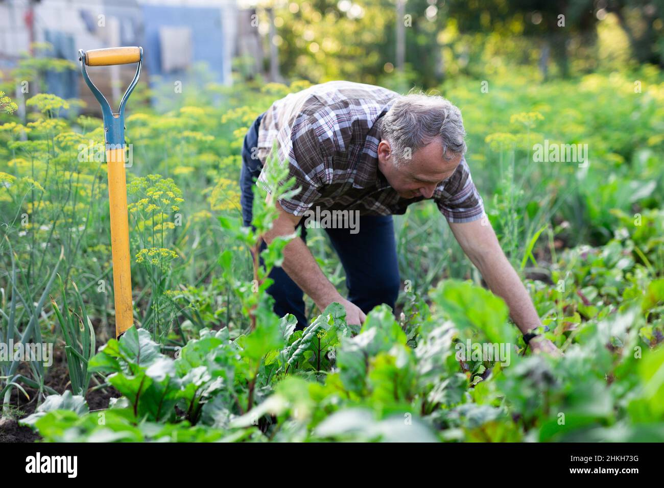 man farmer working in estate garden Stock Photo - Alamy