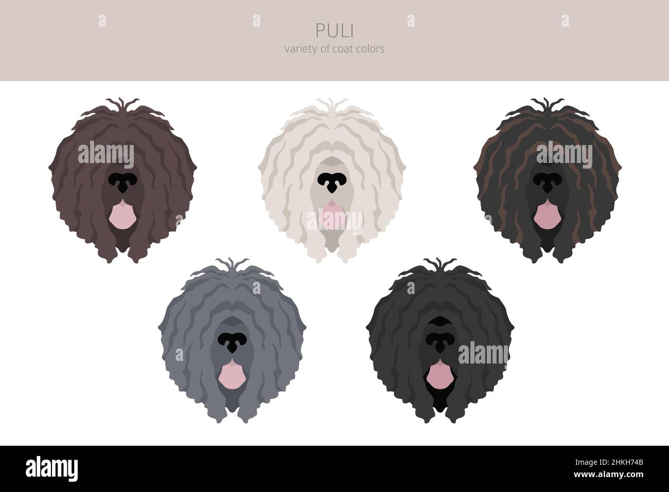 Puli clipart. Different poses, coat colors set. Vector illustration ...